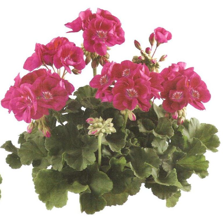 Muşcate (pelargonium) | Flori la Ghiveci