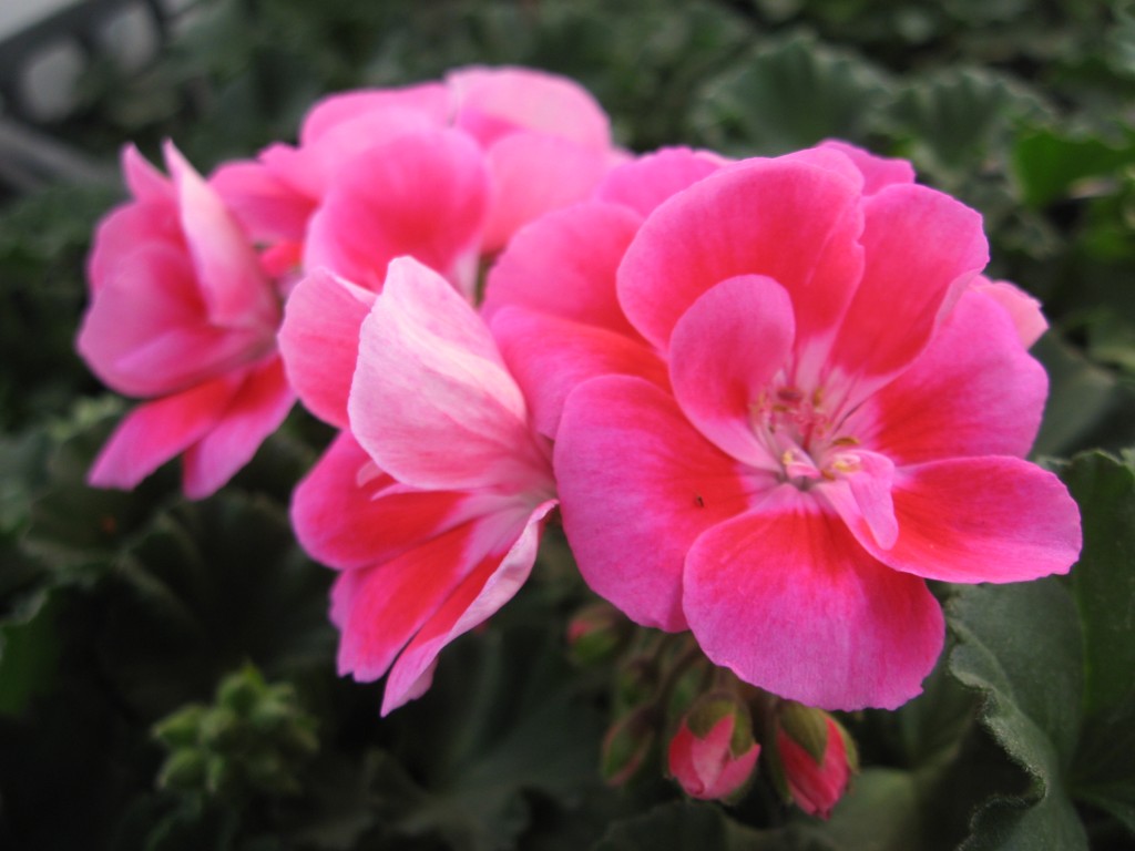 Muscate zonale | Flori la Ghiveci