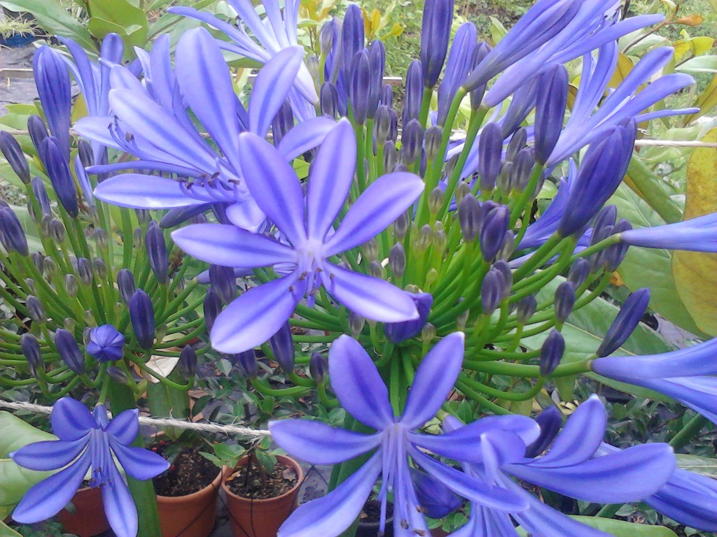 Crin african -Agapanthus africanus | Flori la Ghiveci